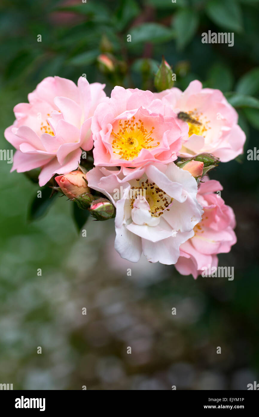 Open arms hi-res stock photography and images - Alamy