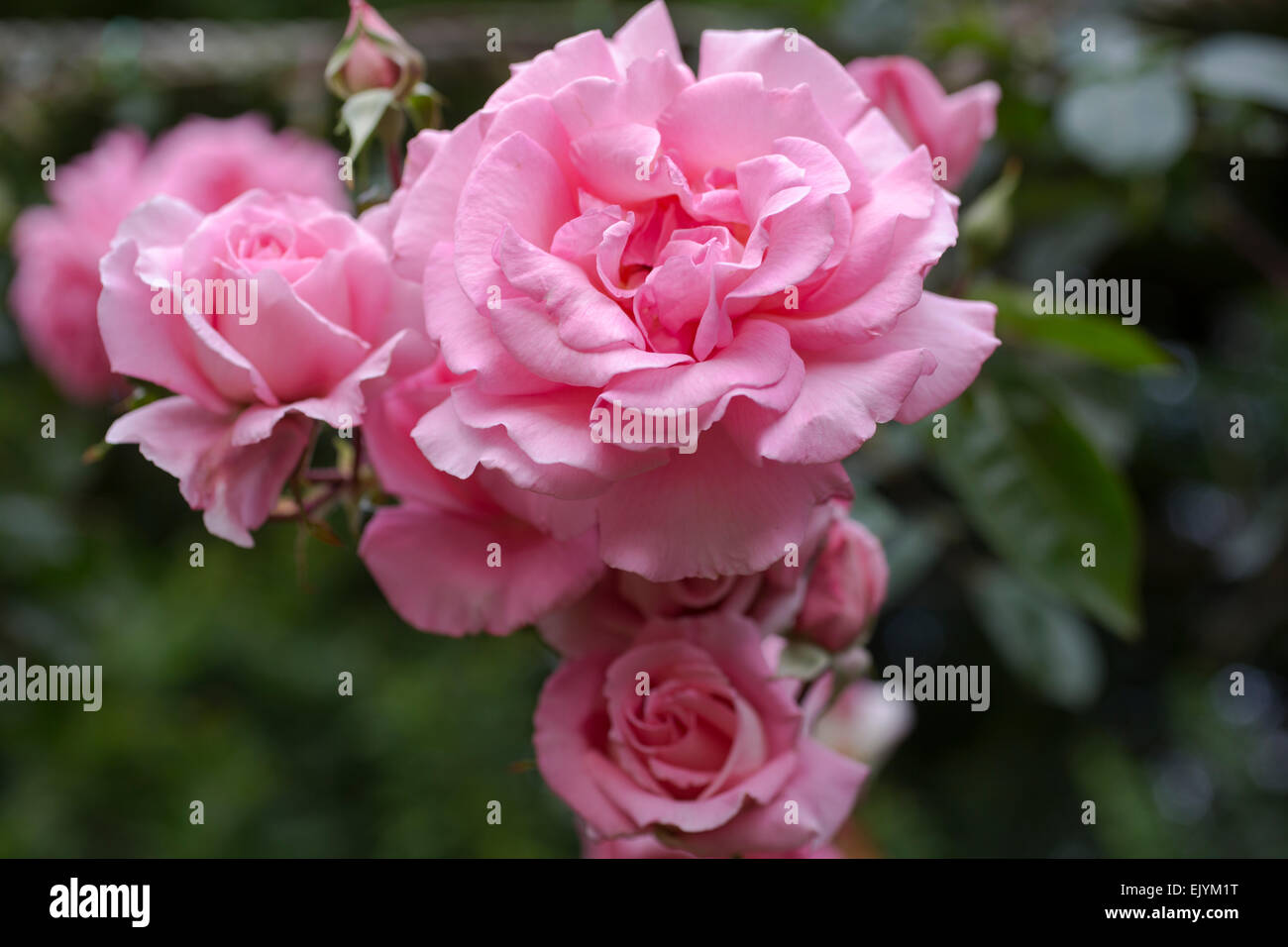 Our mantle hi-res stock photography and images - Alamy