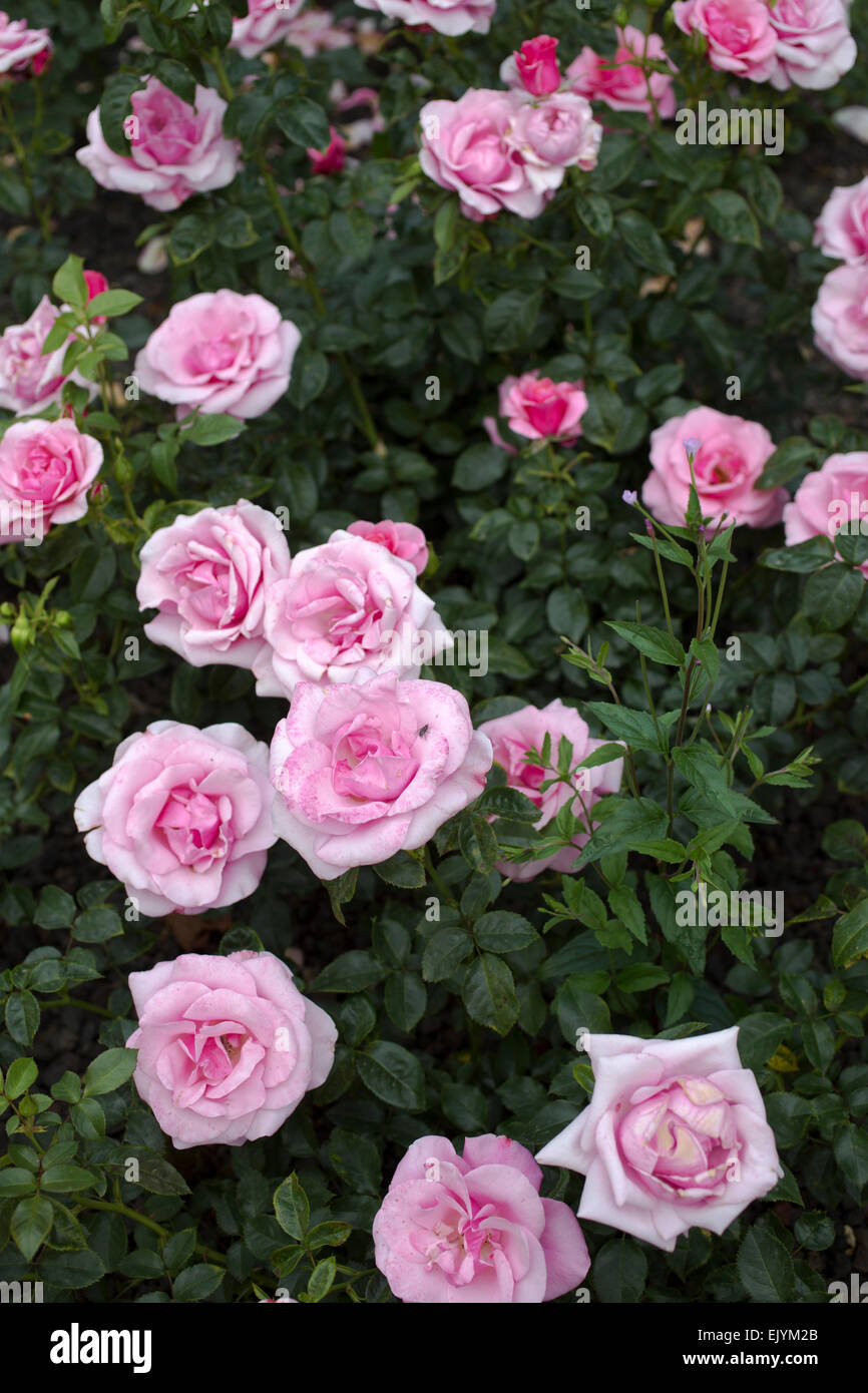 Rosa Jack Wood Stock Photo - Alamy