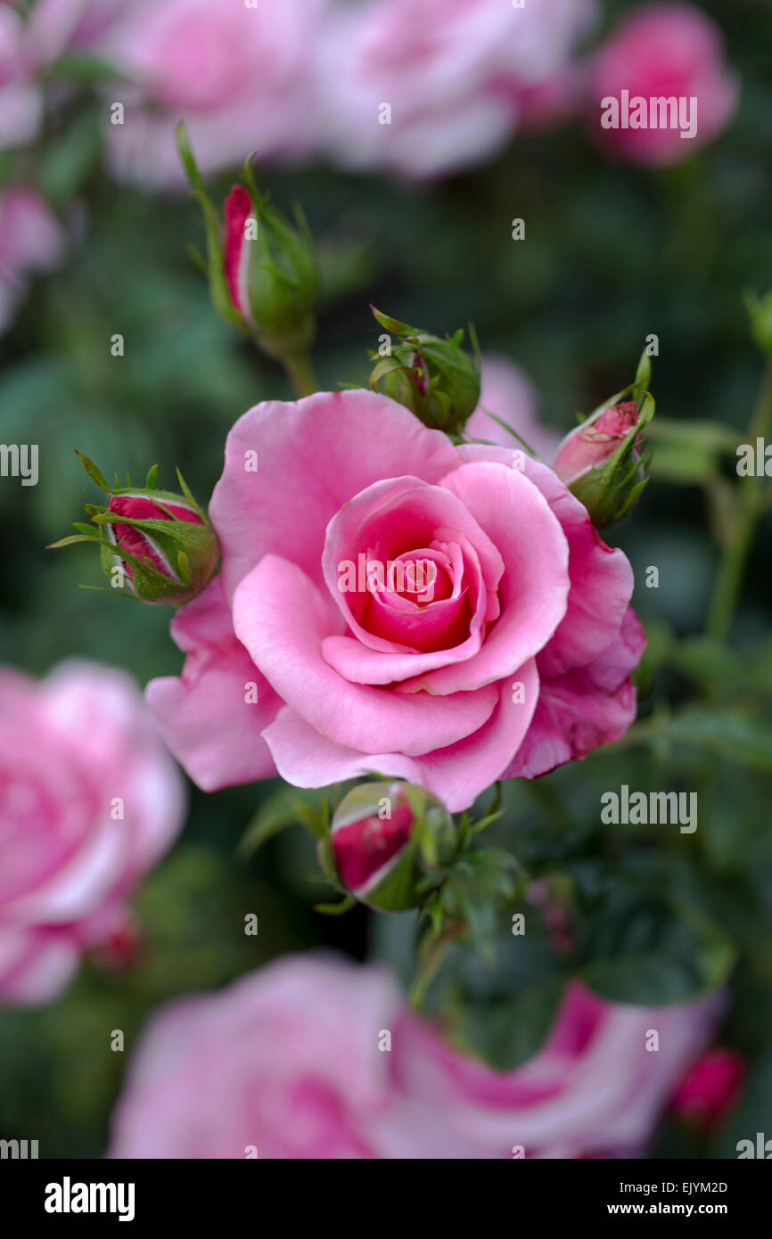 Rosa Jack Wood Stock Photo - Alamy