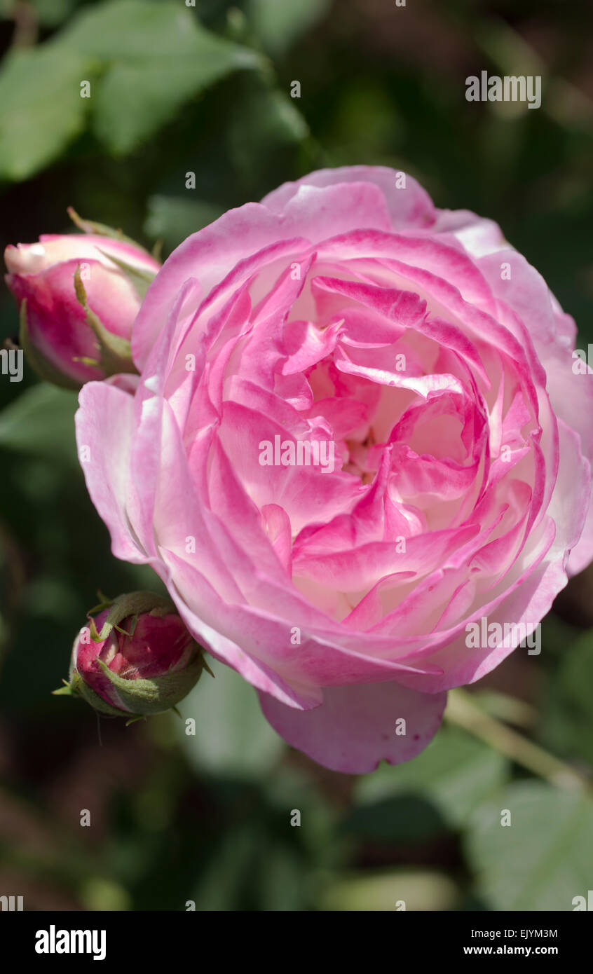 Rosa Madame Pierre Oger Stock Photo - Alamy