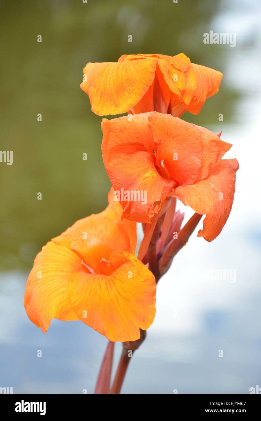 Cana indica flower hi-res stock photography and images - Alamy