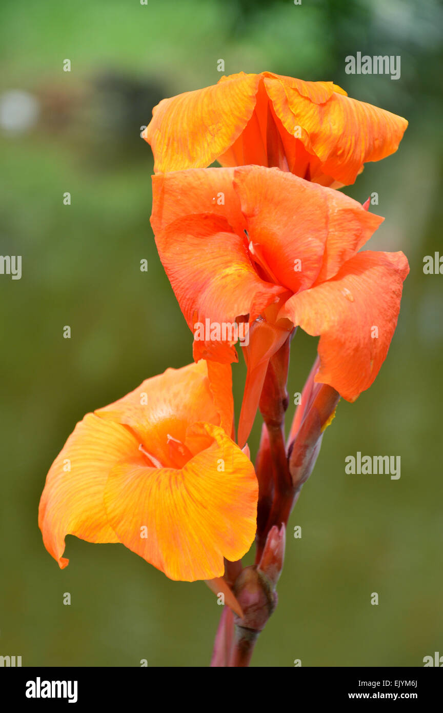 Red cana lily hi-res stock photography and images - Alamy