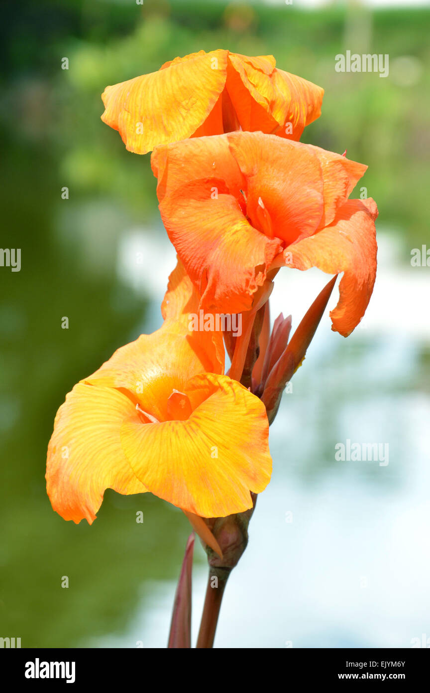 Red cana lily hi-res stock photography and images - Alamy