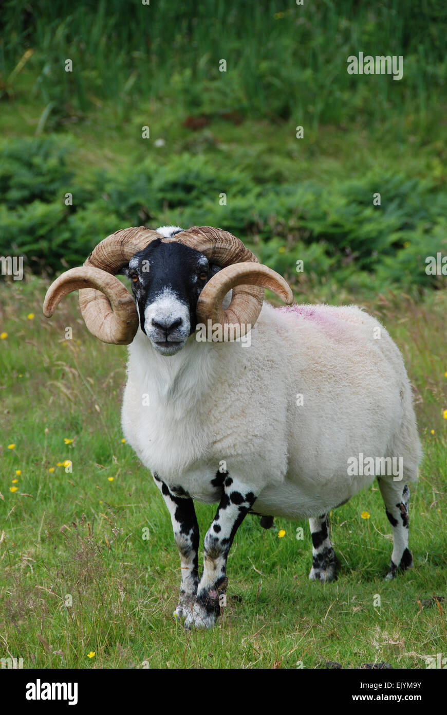 Magnificent Hebridean ram with horns Stock Photo - Alamy