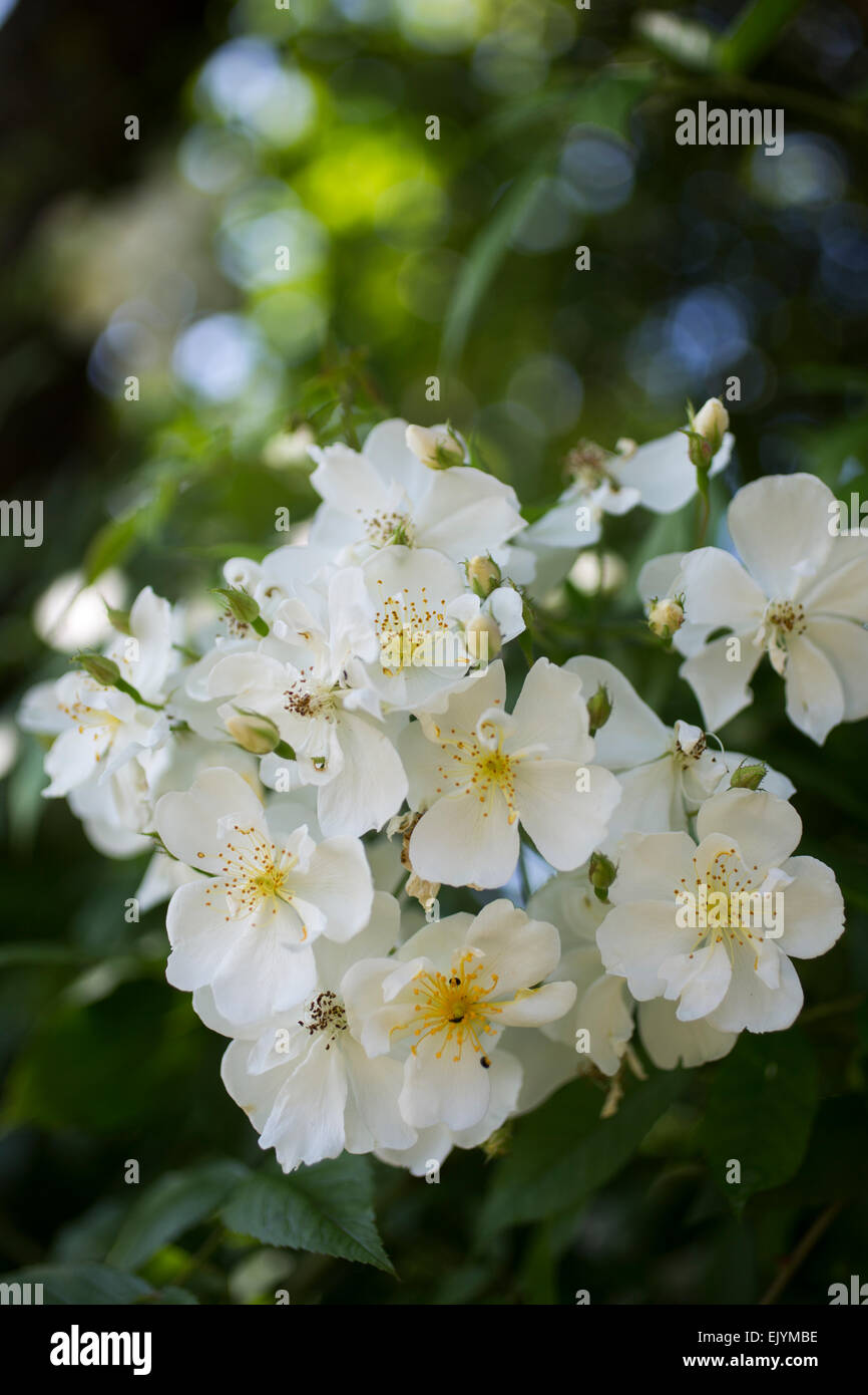 Rosa darlows enigma hi-res stock photography and images - Alamy