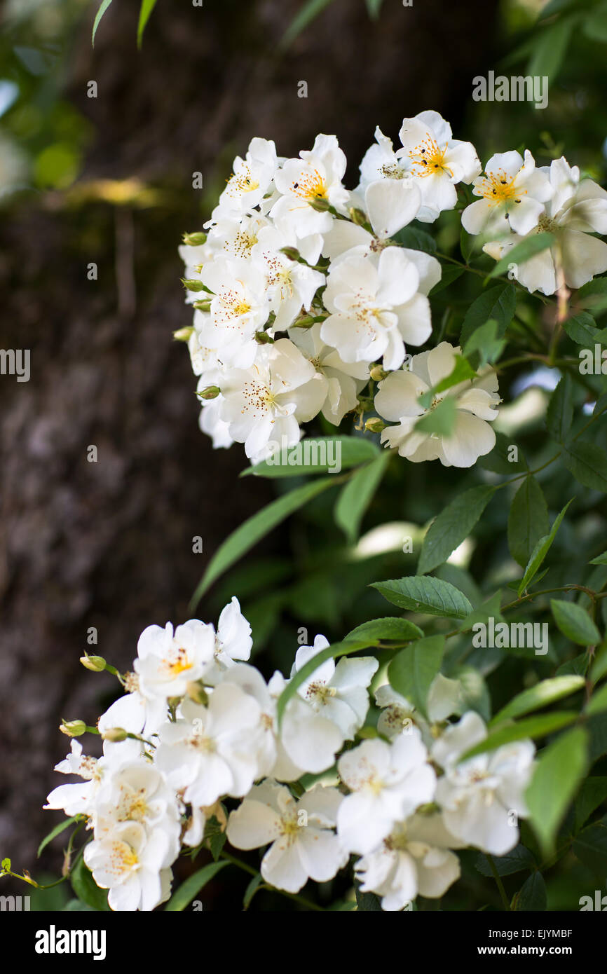 White darlows enigma rose hi-res stock photography and images - Alamy