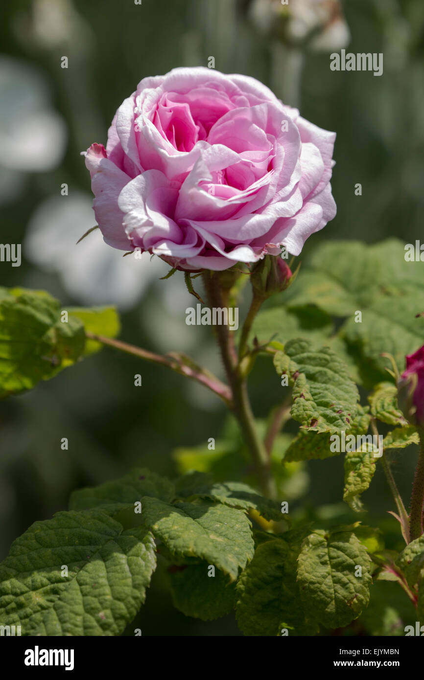 Rosa Duchesse de Rohan, centifolia rose Stock Photo - Alamy