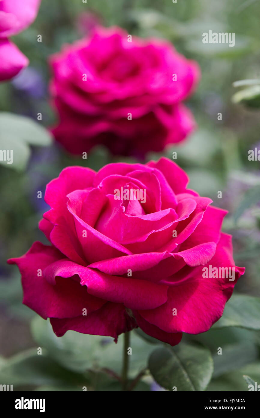 Victor verdier rose hi-res stock photography and images - Alamy