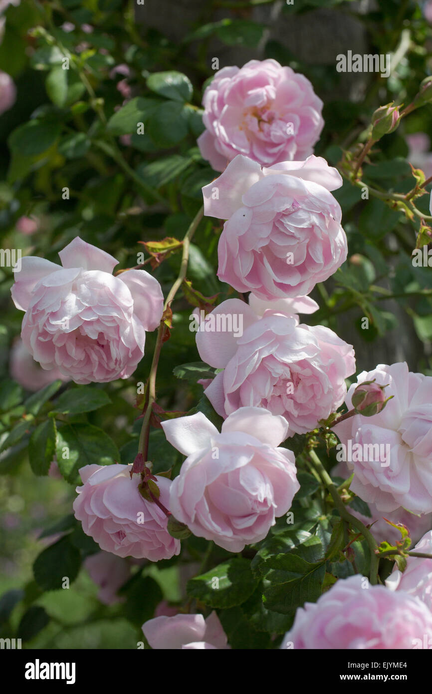Rambling rose hi-res stock photography and images - Alamy