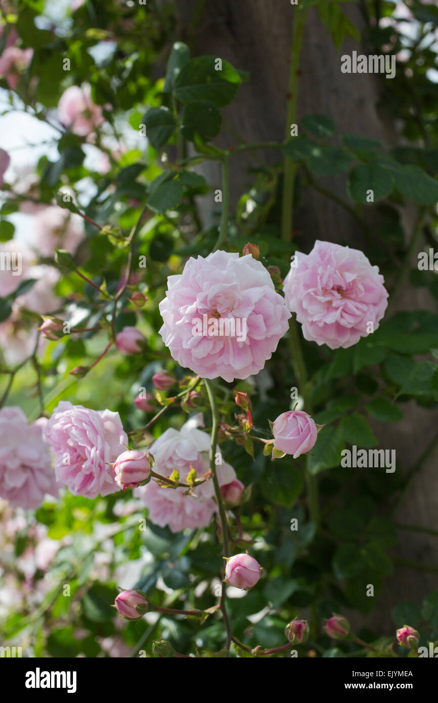 Debutante hi-res stock photography and images - Alamy