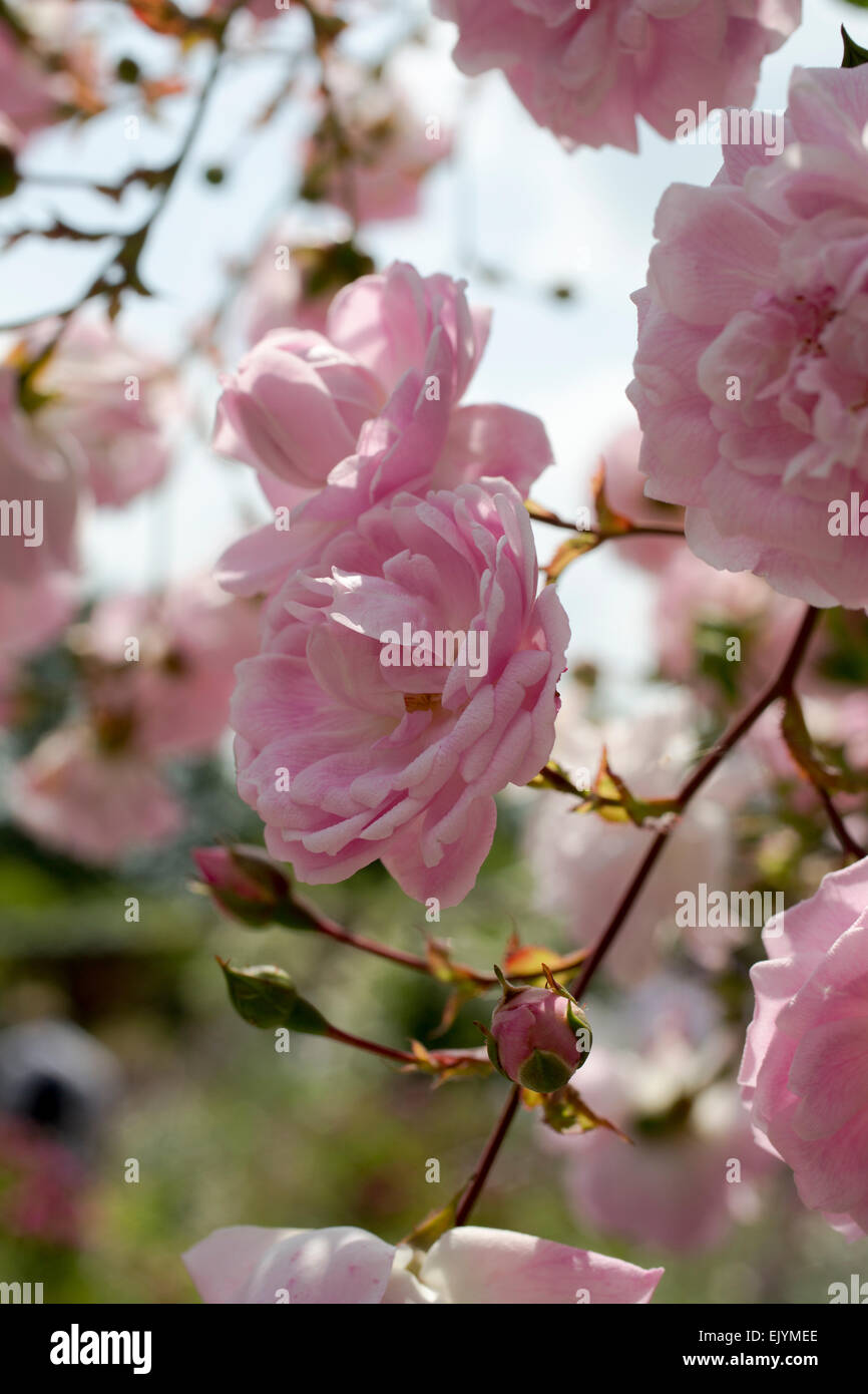 Rosa debutante hi-res stock photography and images - Alamy