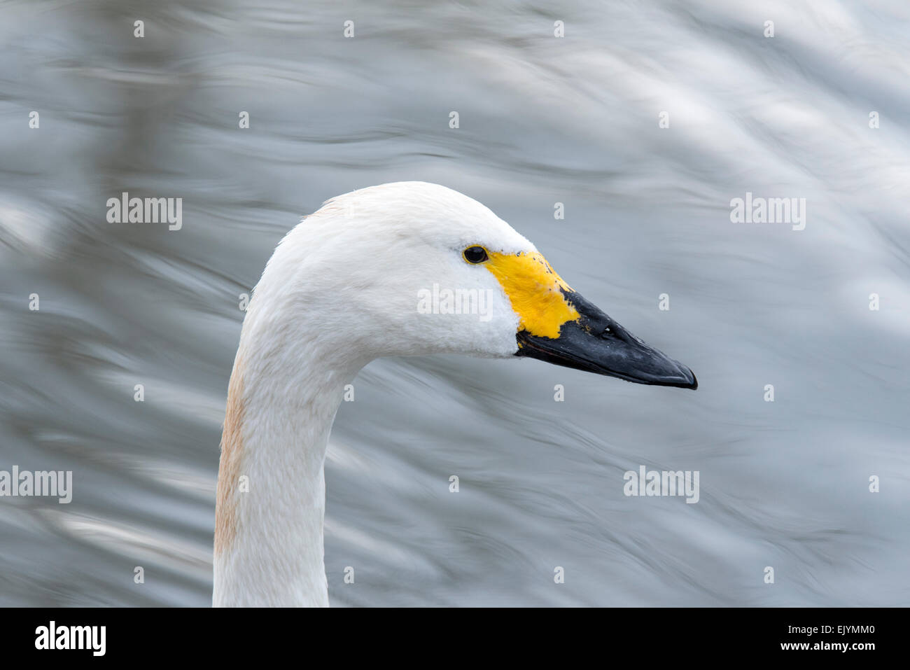 Portrait of a Berwicks Swan Stock Photo - Alamy