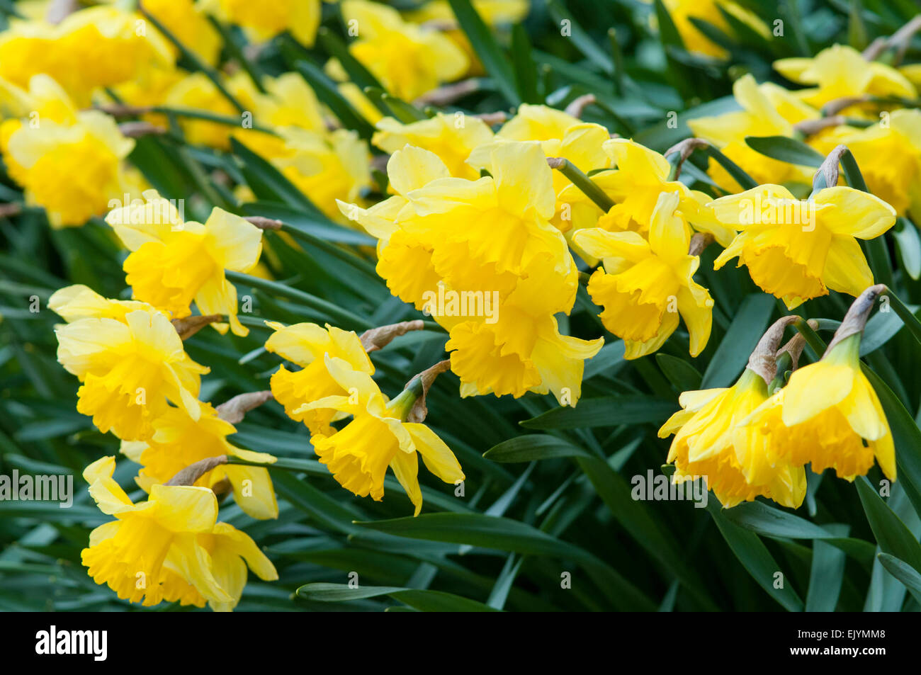 A group of daffodils with dropping flowers Stock Photo - Alamy