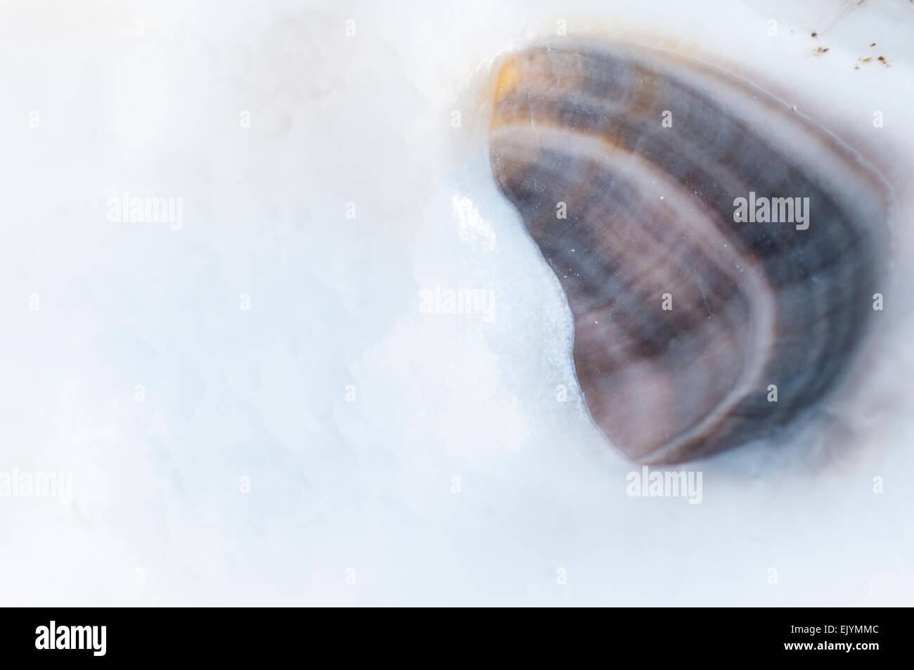 Muscle scar on the inside of an oyster shell Stock Photo - Alamy