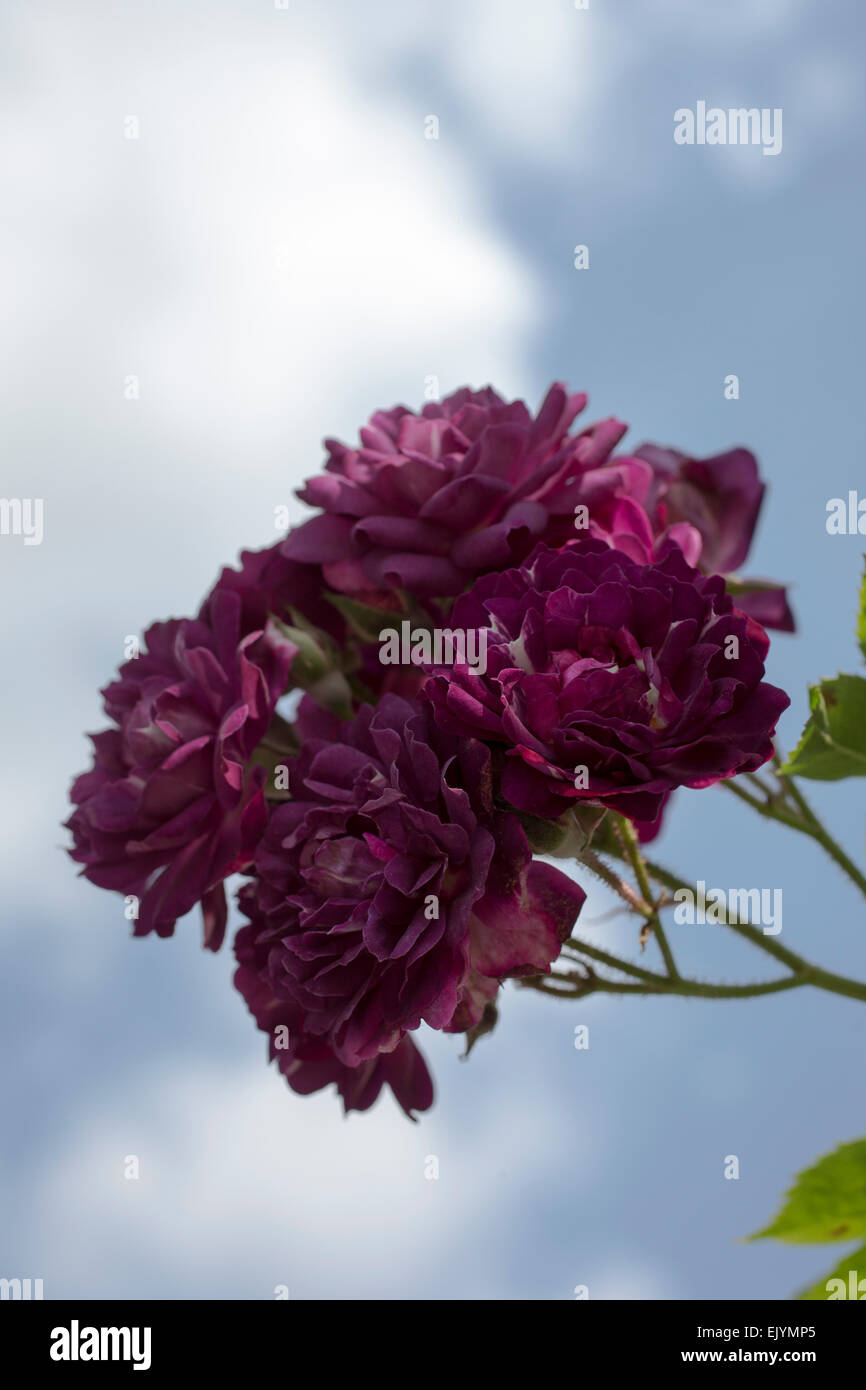 Rosa Bleu Magenta, rambling rose Stock Photo - Alamy