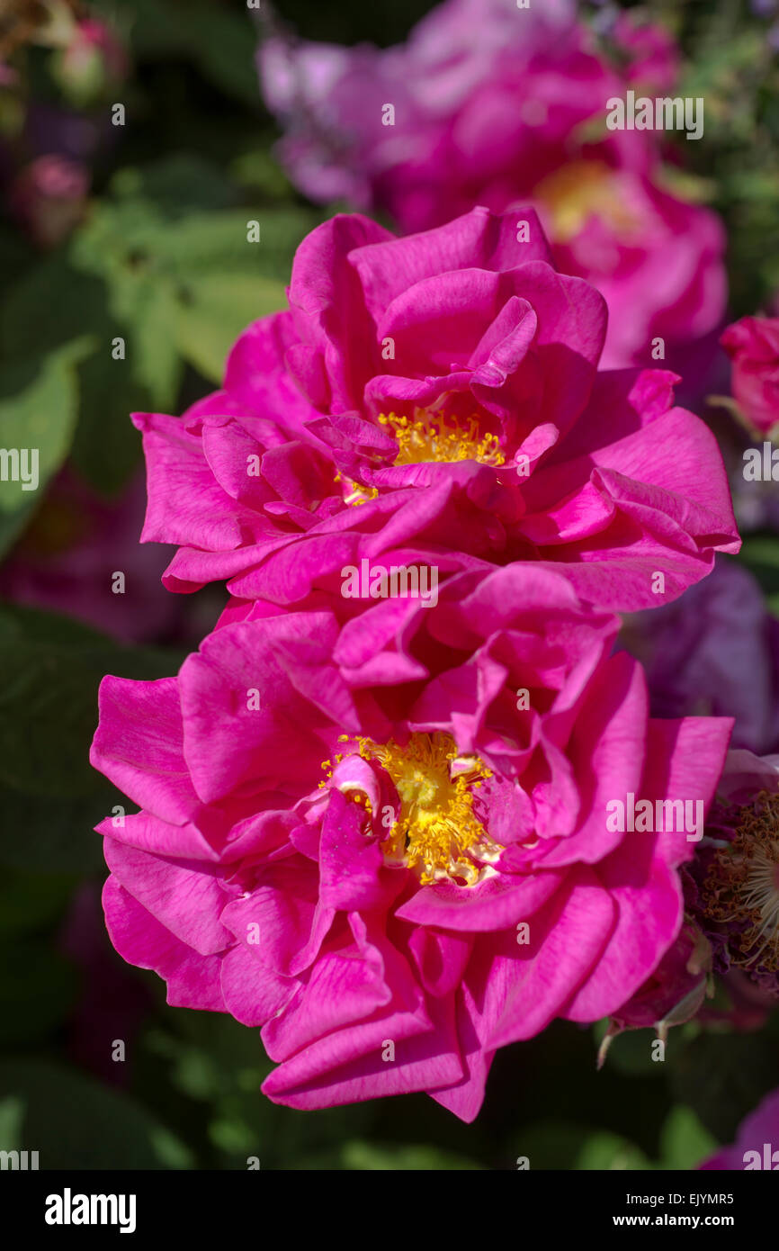 Rosa gallica officinalis hi-res stock photography and images - Alamy