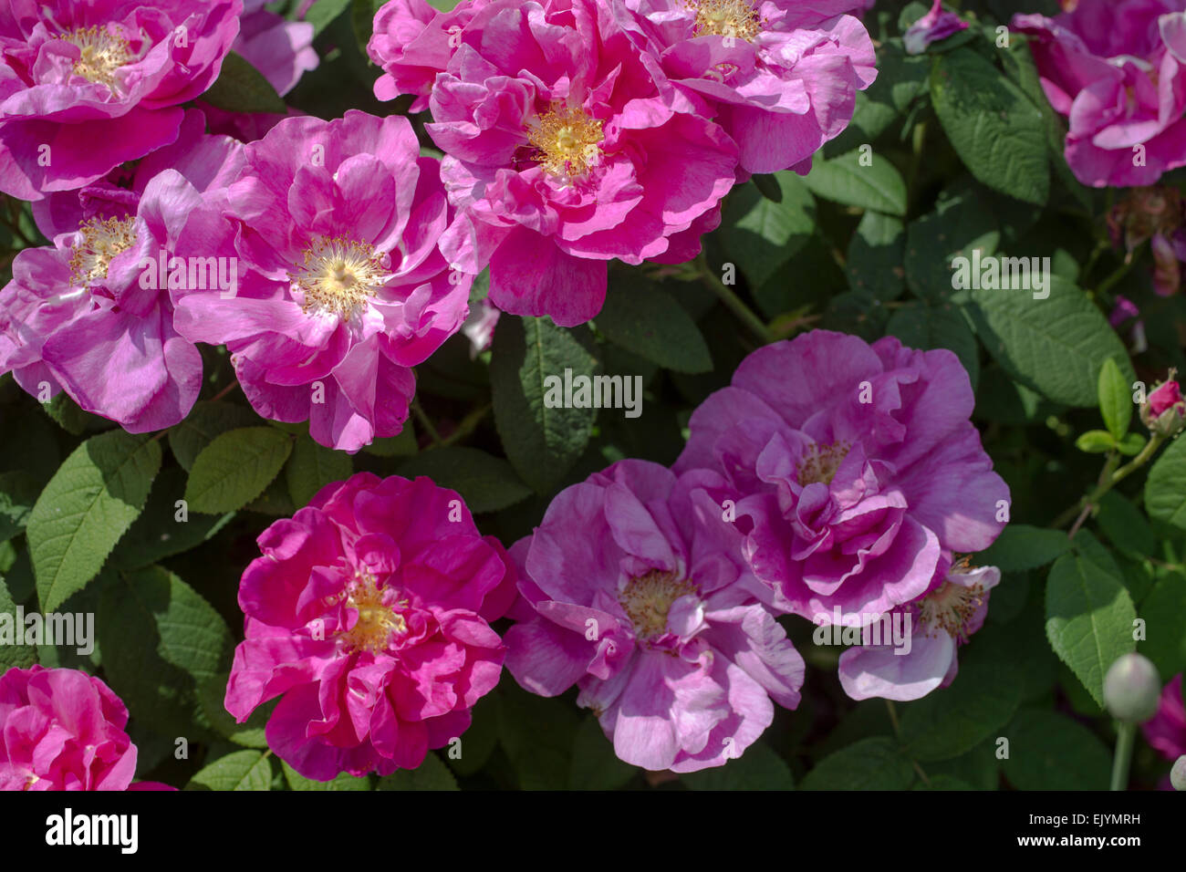 Rosa gallica officinalis hi-res stock photography and images - Alamy