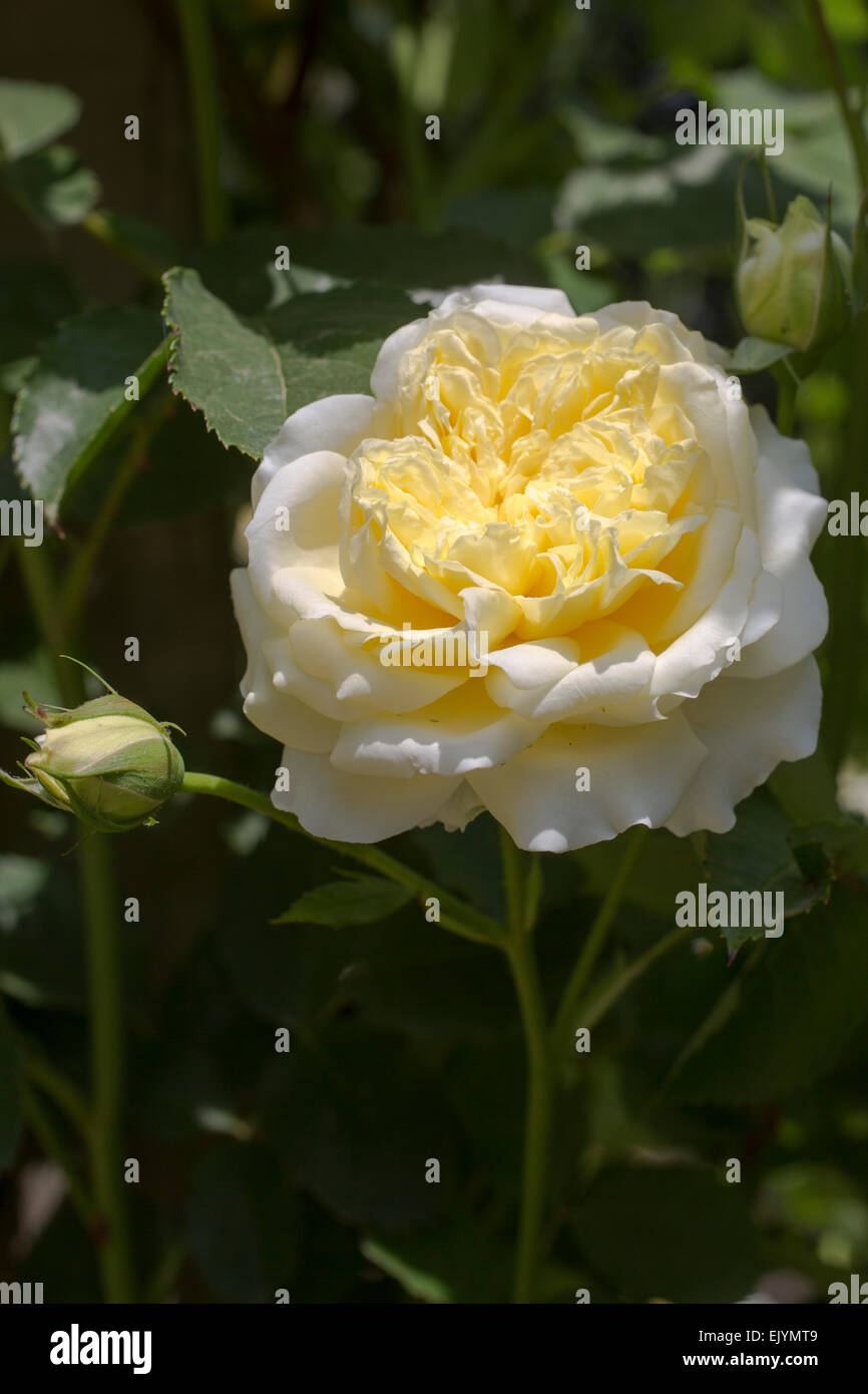 Rosa The Pilgrim, David Austin English Rose Stock Photo - Alamy