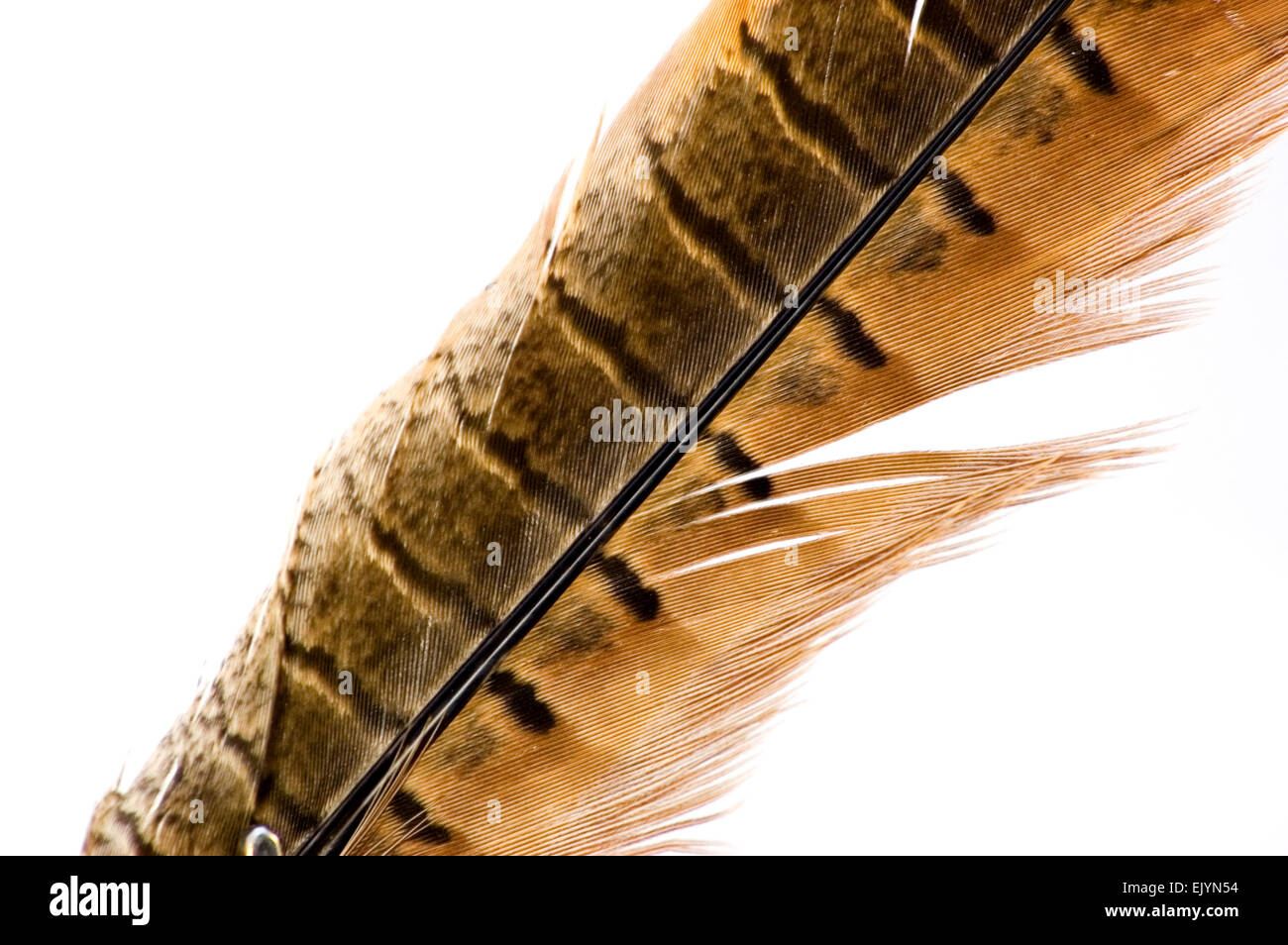 Feather fibers hi-res stock photography and images - Alamy