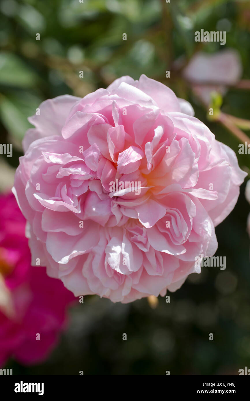 Rosa Anne Boleyn Stock Photo - Alamy