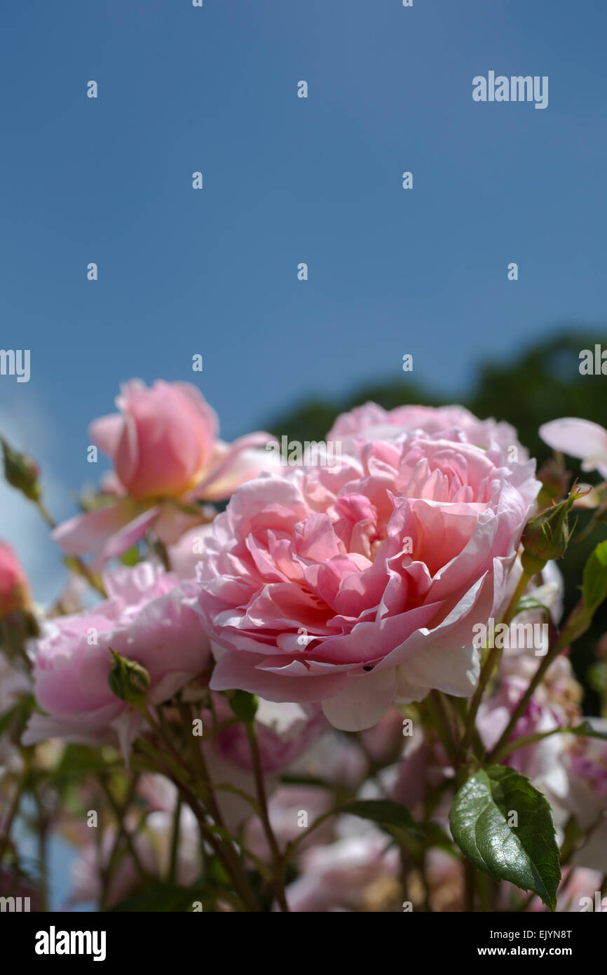 Rose anne boleyn hi-res stock photography and images - Alamy
