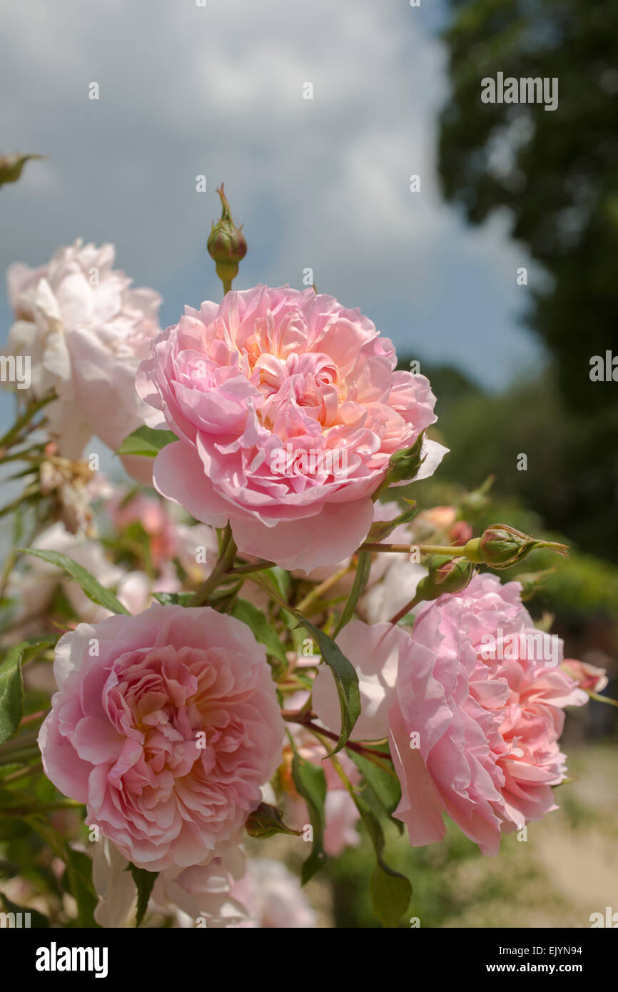 Rosa Anne Boleyn Stock Photo - Alamy