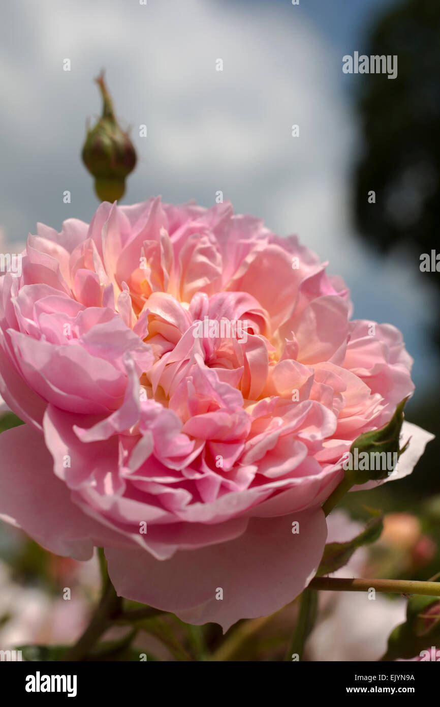 Rosa Anne Boleyn Stock Photo - Alamy