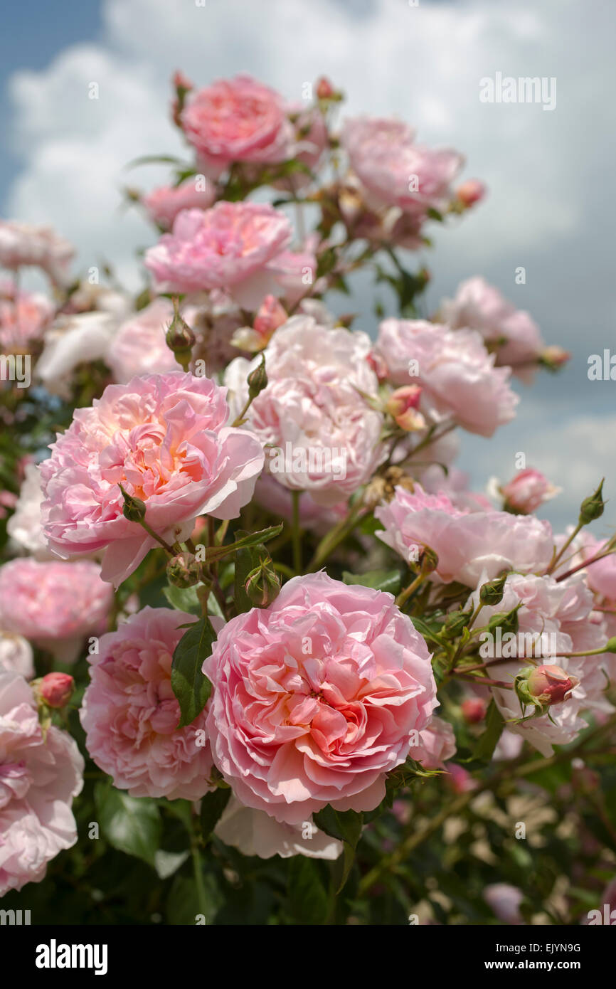 Rosa Anne Boleyn Stock Photo - Alamy