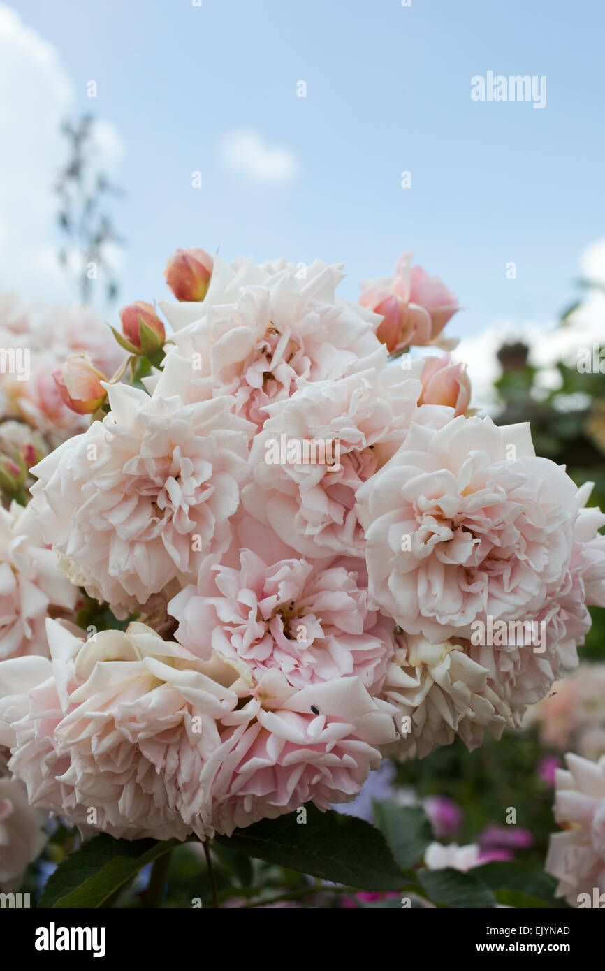 Felicia rose hi-res stock photography and images - Alamy