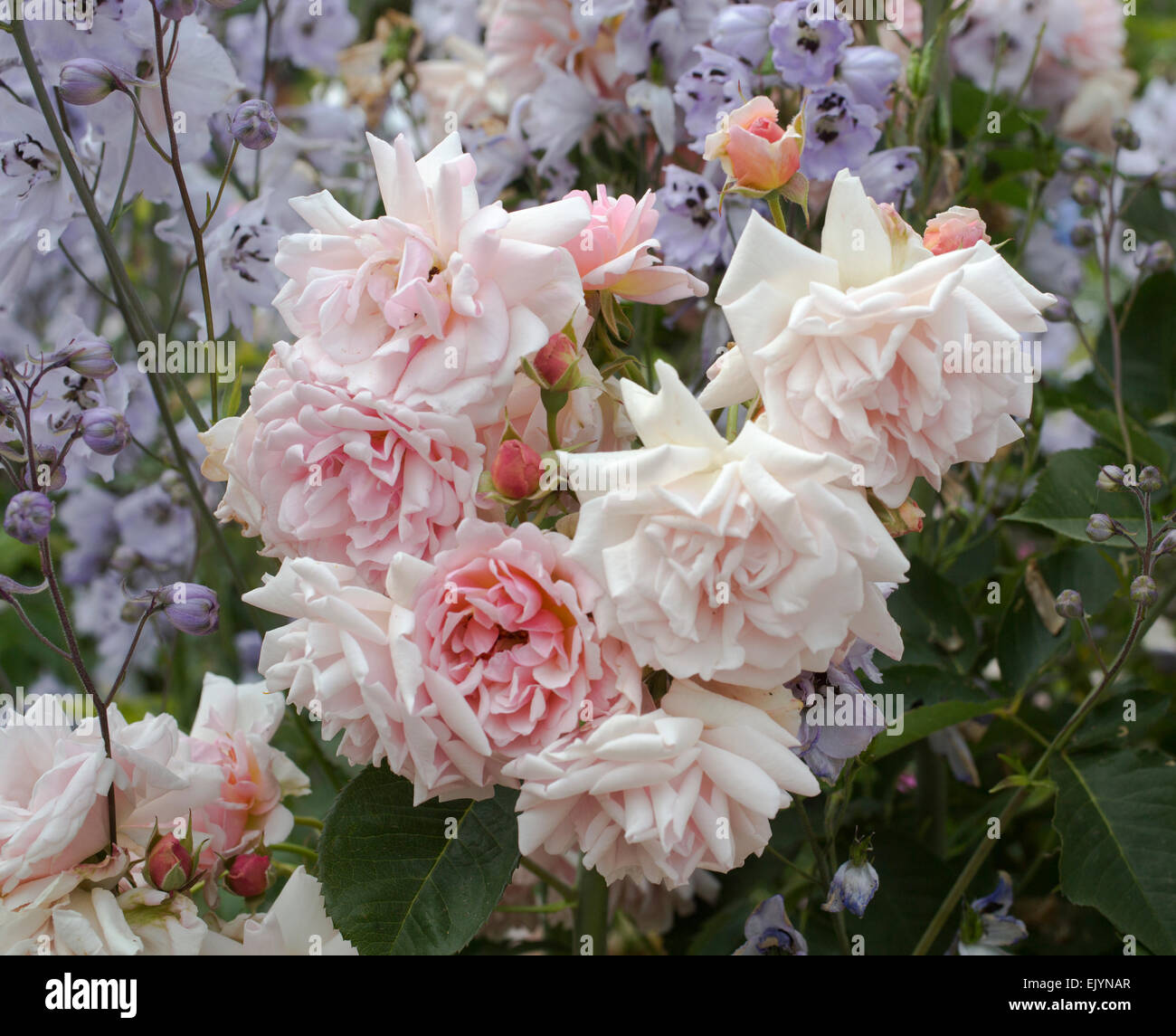 Rose rosa felicia hi-res stock photography and images - Alamy