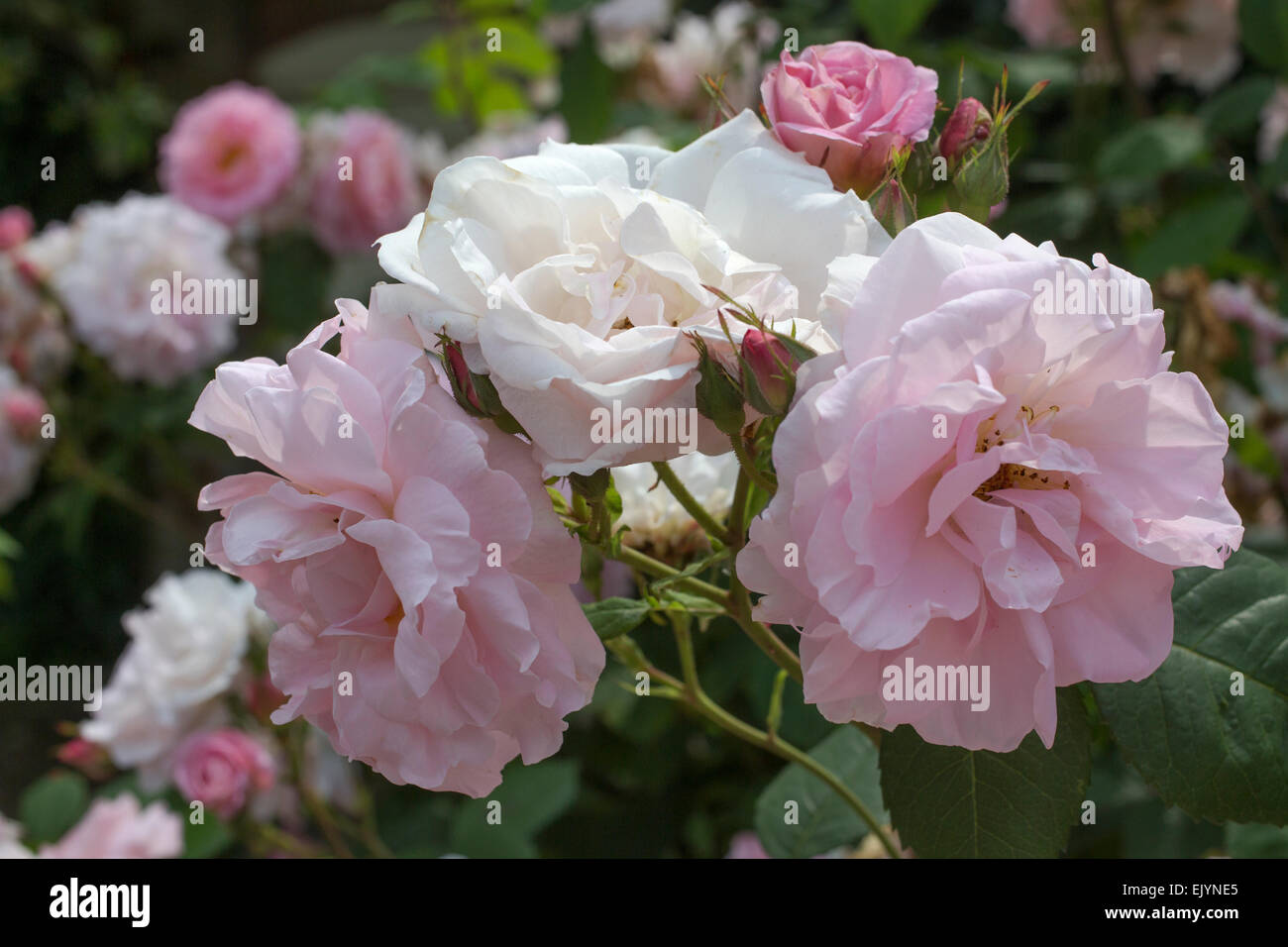 Modern shrub rose hi-res stock photography and images - Alamy