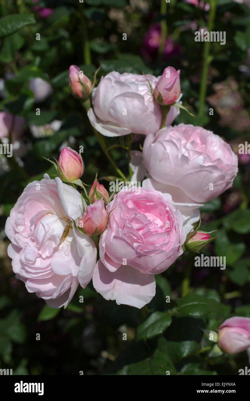 Rosa Scepter'd Isle, David Austin English Rose Stock Photo - Alamy