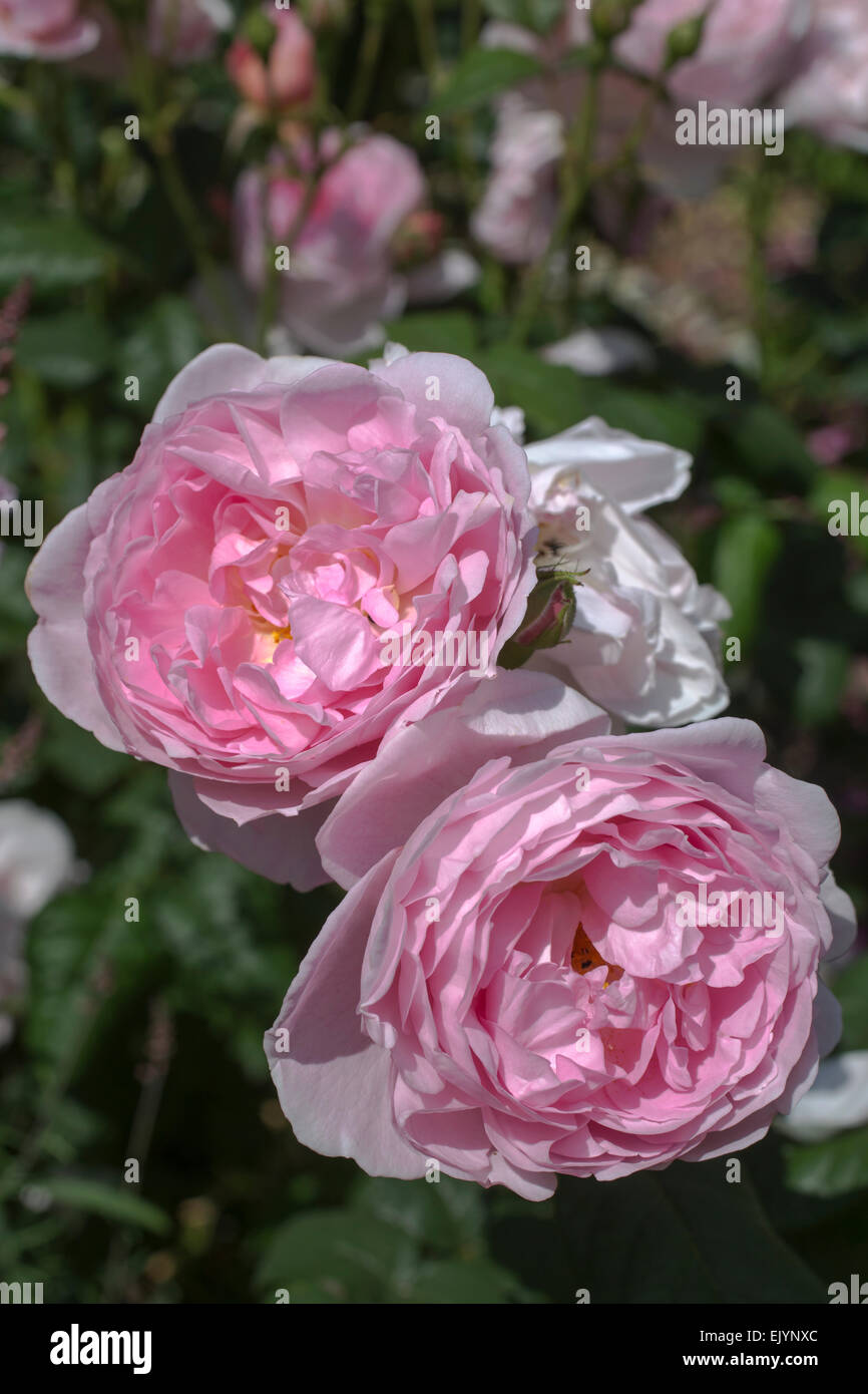 Rosa Scepter'd Isle, David Austin English Rose Stock Photo - Alamy