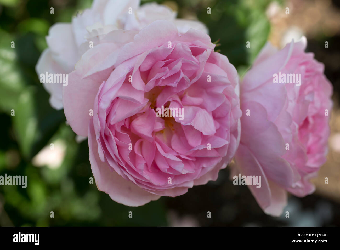 Rosa Scepter'd Isle, David Austin English Rose Stock Photo - Alamy