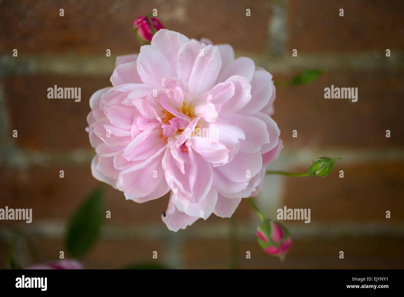 Mortimer sackler rose hi-res stock photography and images - Alamy