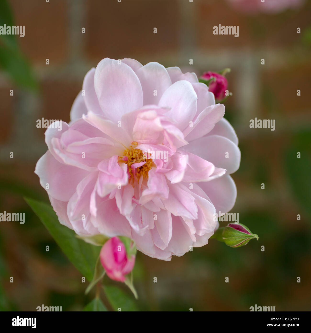 Rosa mortimer sackler hi-res stock photography and images - Alamy