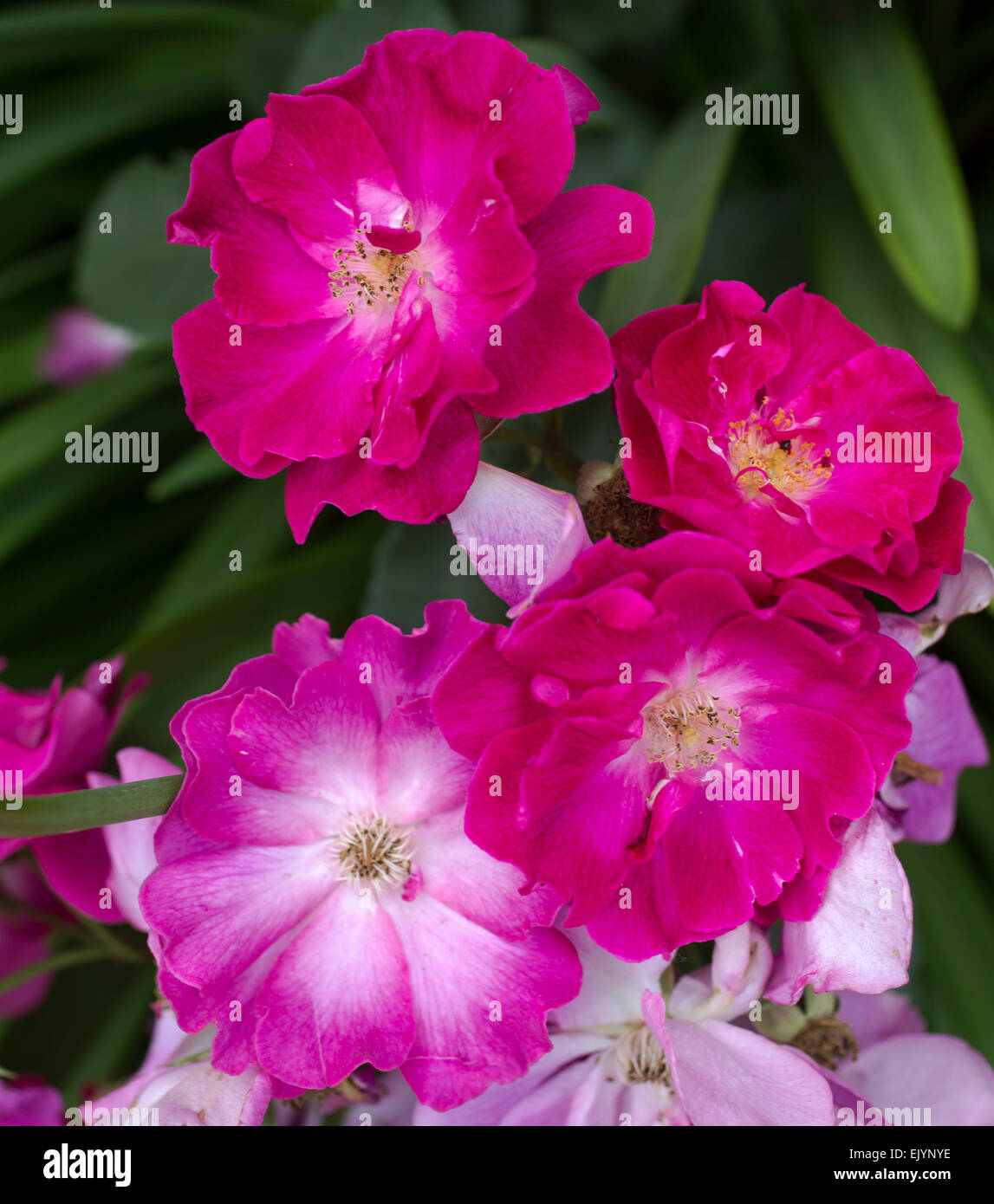 Rosa Nur Mahal, hybrid musk rose Stock Photo - Alamy