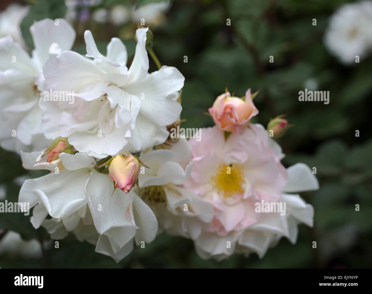 Hybrid Musk Rose Stock Photos & Hybrid Musk Rose Stock Images - Alamy