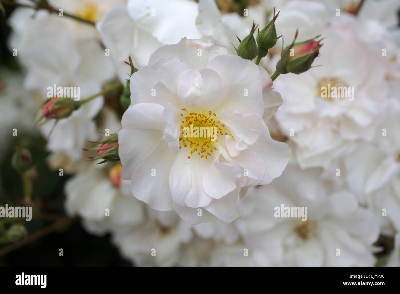 Penelope pink hi-res stock photography and images - Alamy