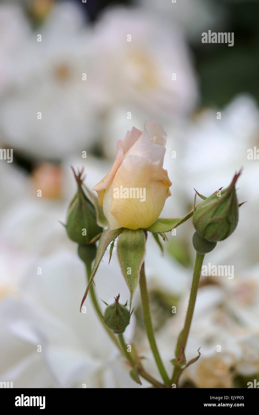 Rosa Penelope, hybrid musk rose Stock Photo - Alamy