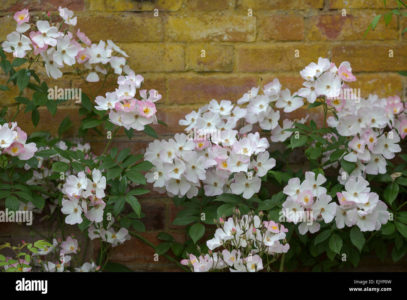 Francis lester rose hi-res stock photography and images - Alamy