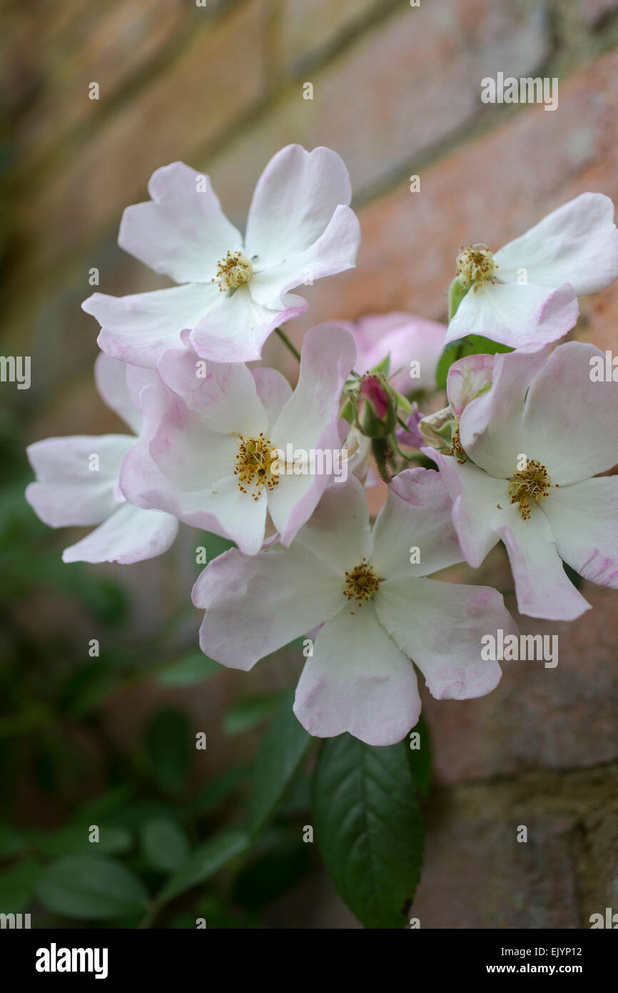 Rosa Francis Lester, hybrid musk rose Stock Photo - Alamy