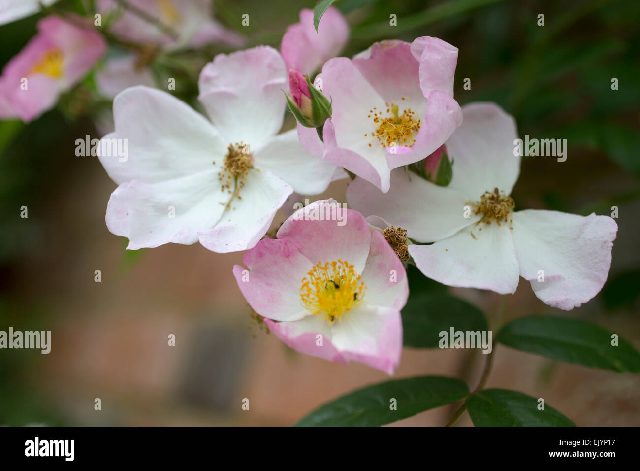 Francis lester rose hi-res stock photography and images - Alamy
