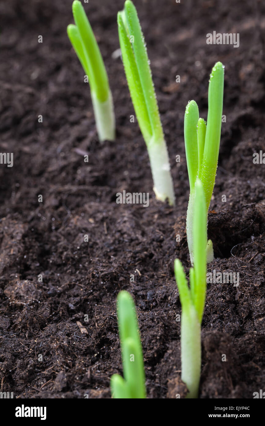 Young sprouts of green onion in dark spring soil. Vertical macro photo ...