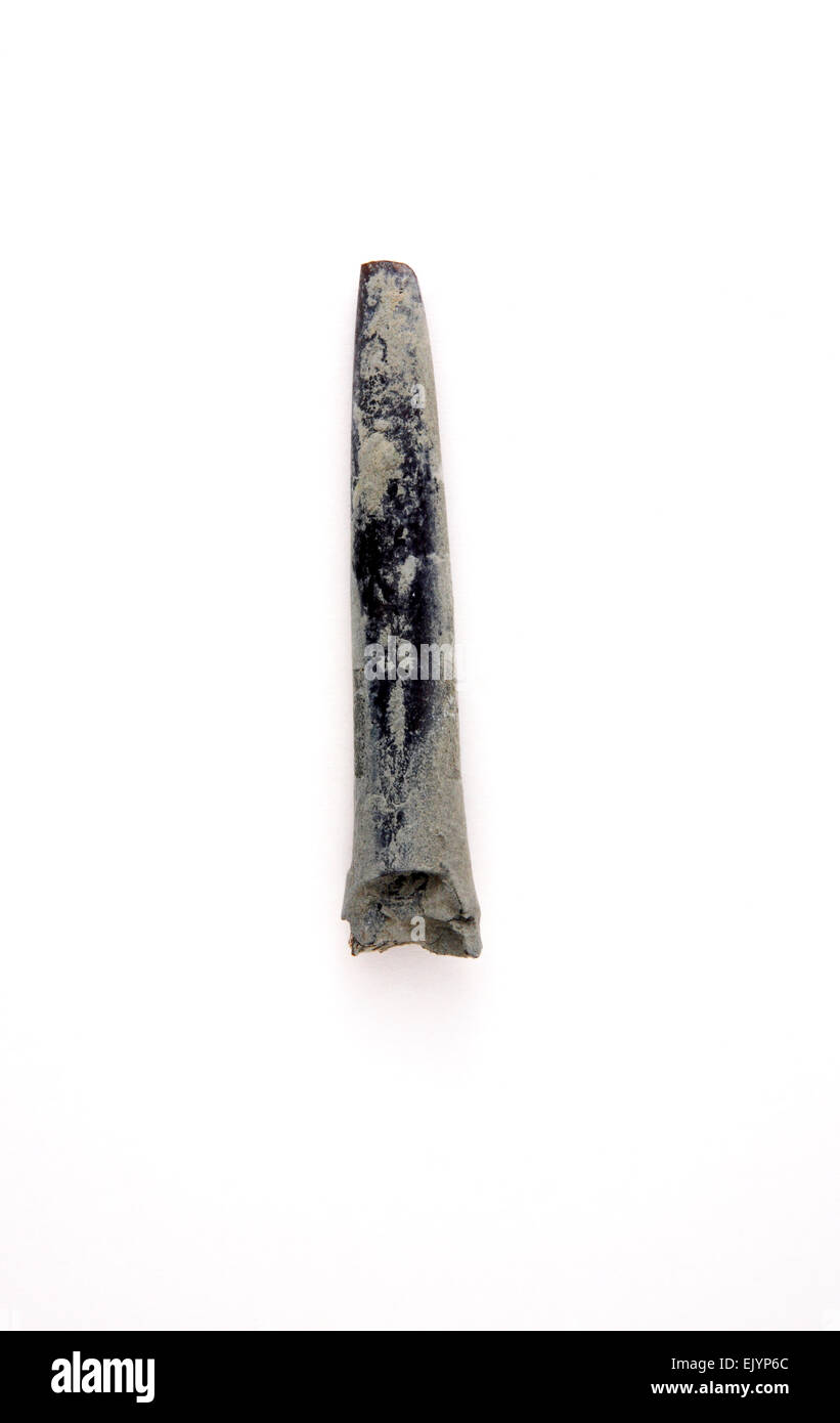 Belemnite High Resolution Stock Photography and Images - Alamy