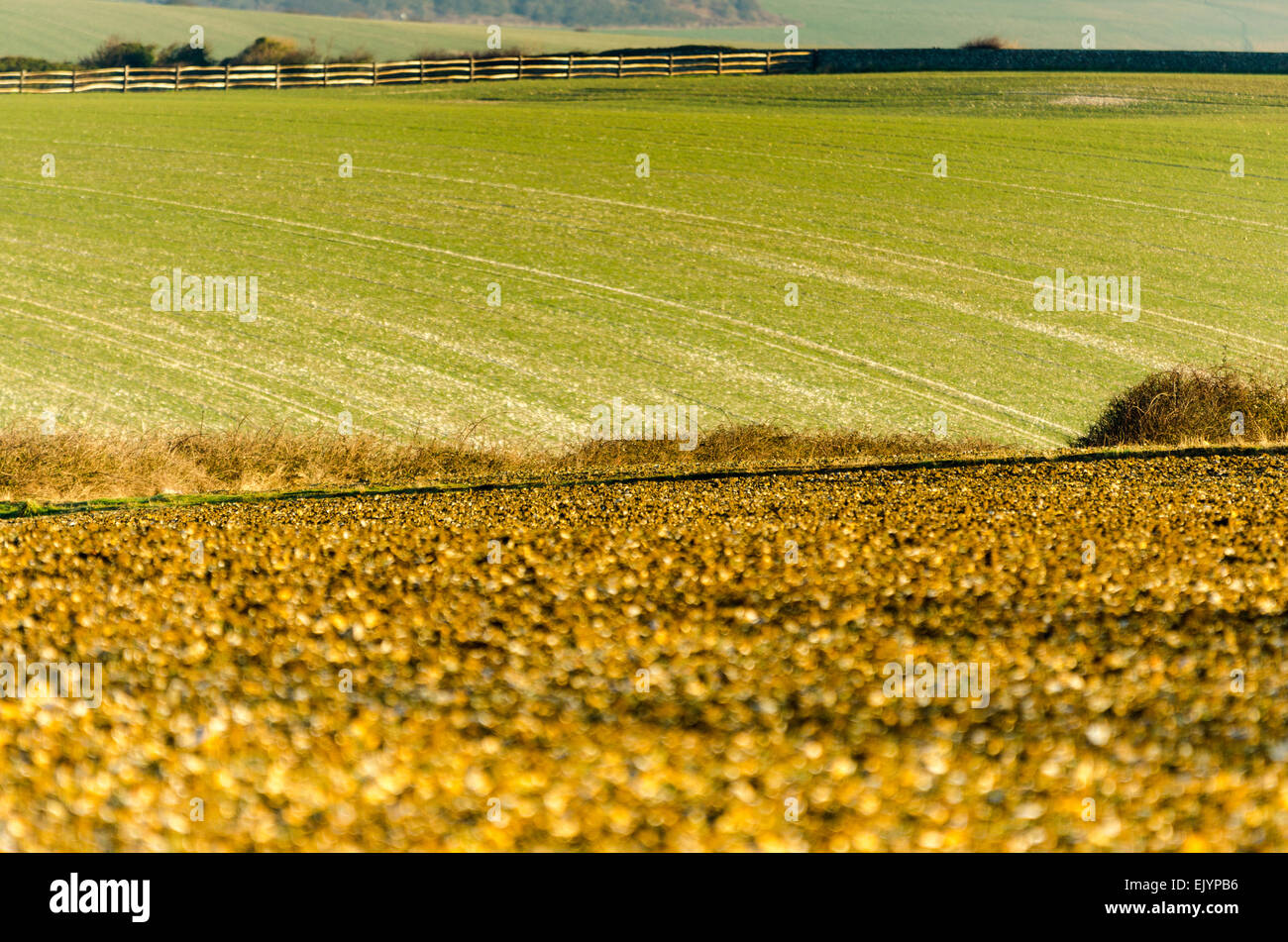 Spring arriving on the South Downs in contrast between two fields, one ...
