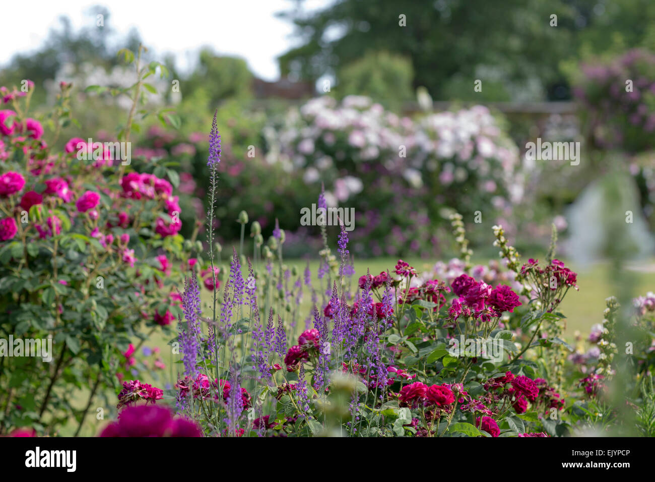 English rose garden in summer Stock Photo - Alamy