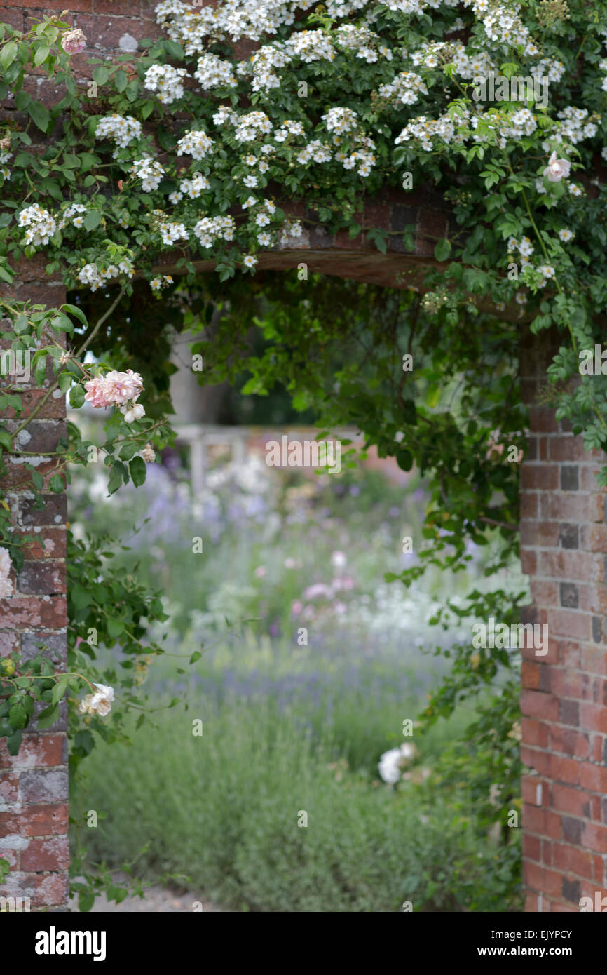 English rose garden hi-res stock photography and images - Alamy