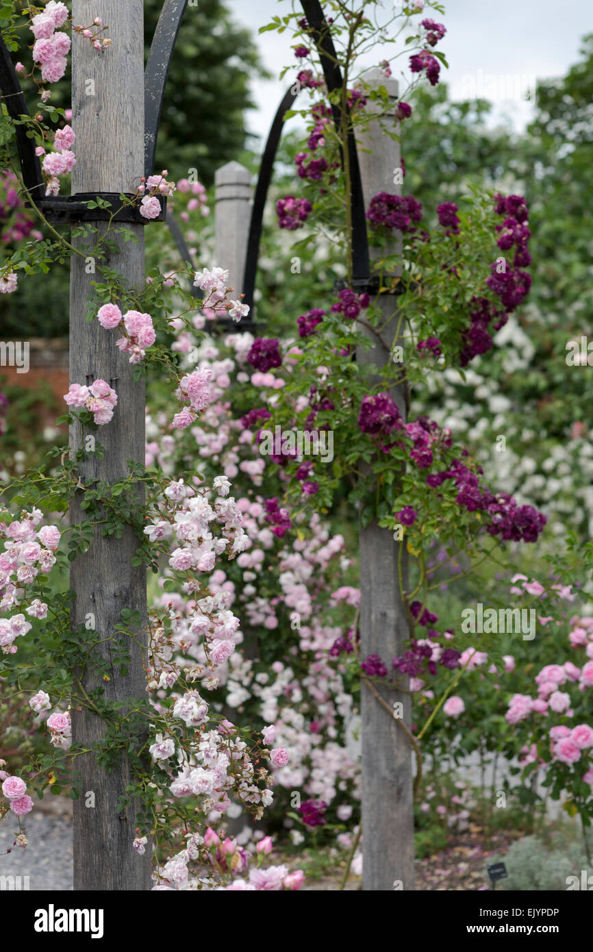 Rose garden in summer hi-res stock photography and images - Alamy